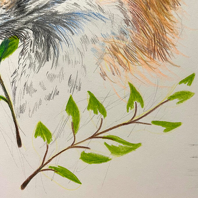 How to Sketch a Fox | Hobbycraft