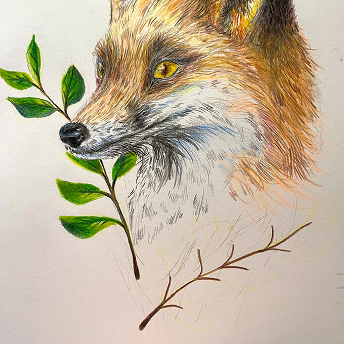 How to Sketch a Fox | Hobbycraft