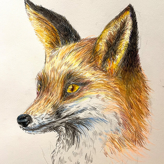 How To Draw A Realistic Fox Head Half Geometric, Half Realistic Fox By