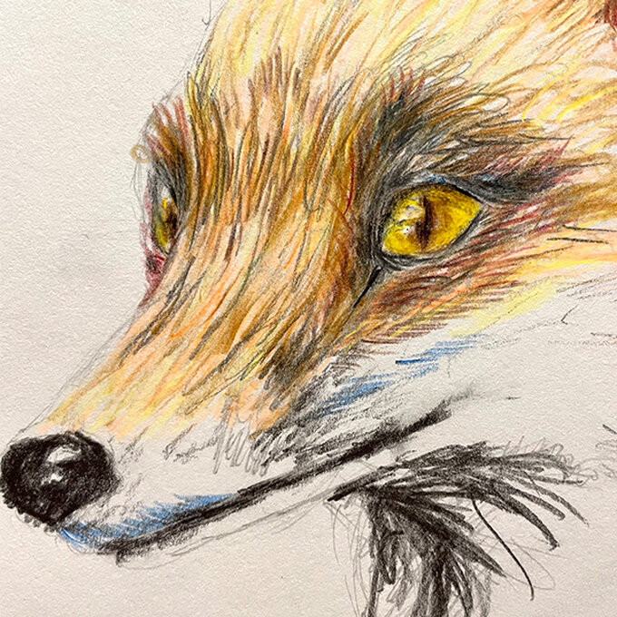 How to Sketch a Fox | Hobbycraft