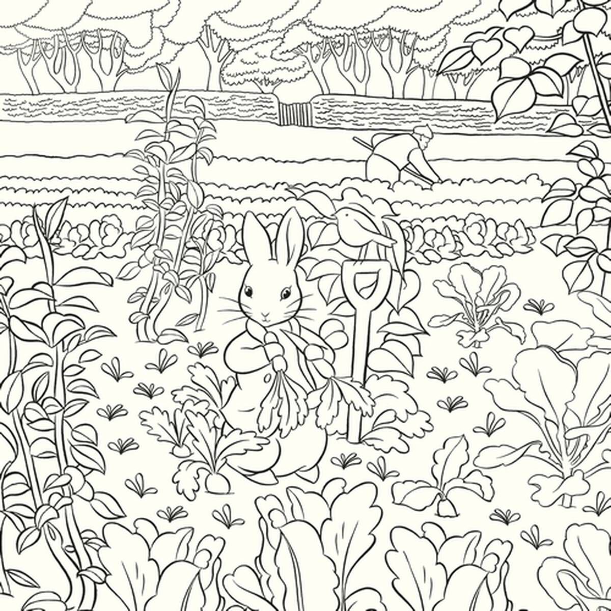 Beatrix Potter Colouring Book | Hobbycraft