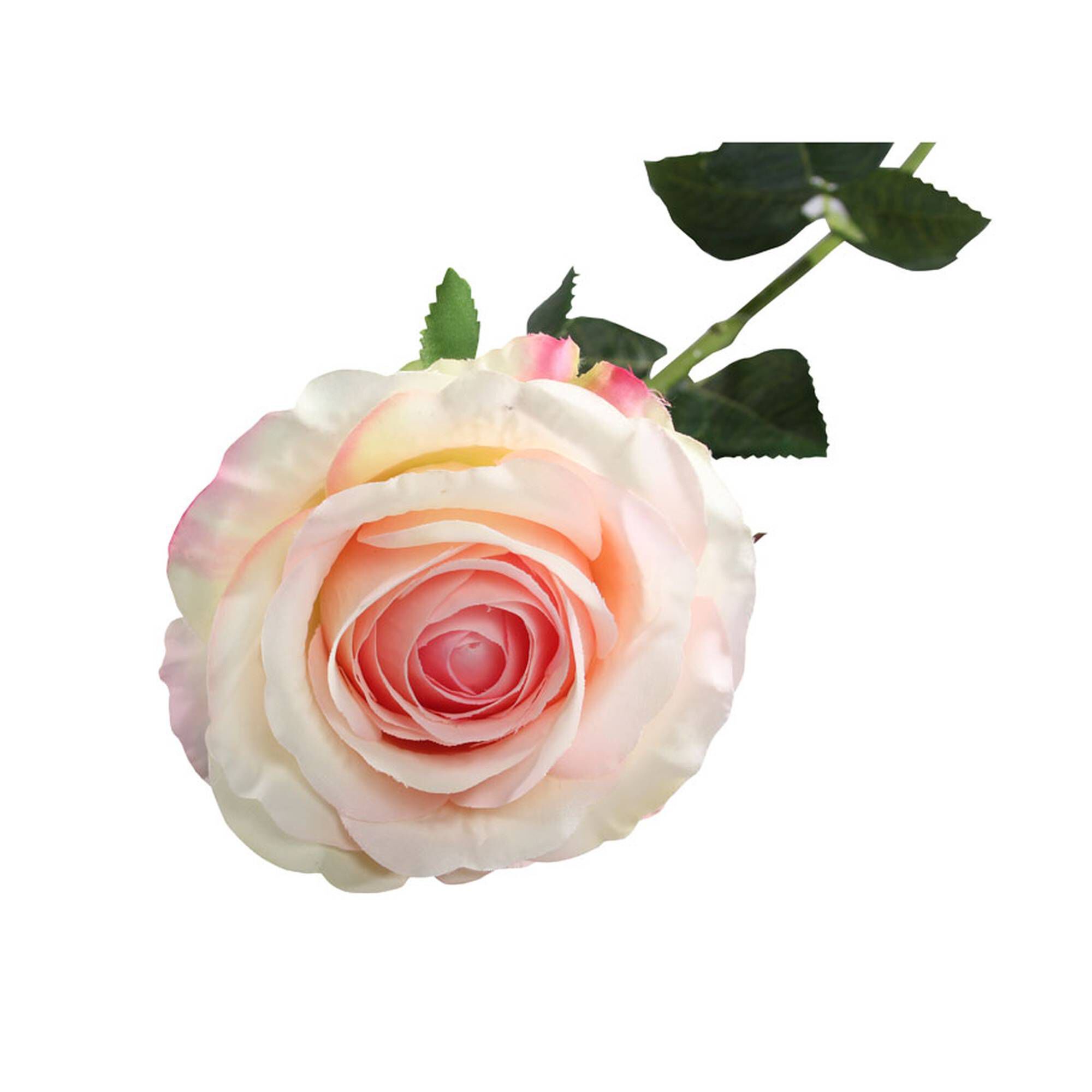 Cream Pink Camelot Open Rose 74cm x 10cm | Hobbycraft