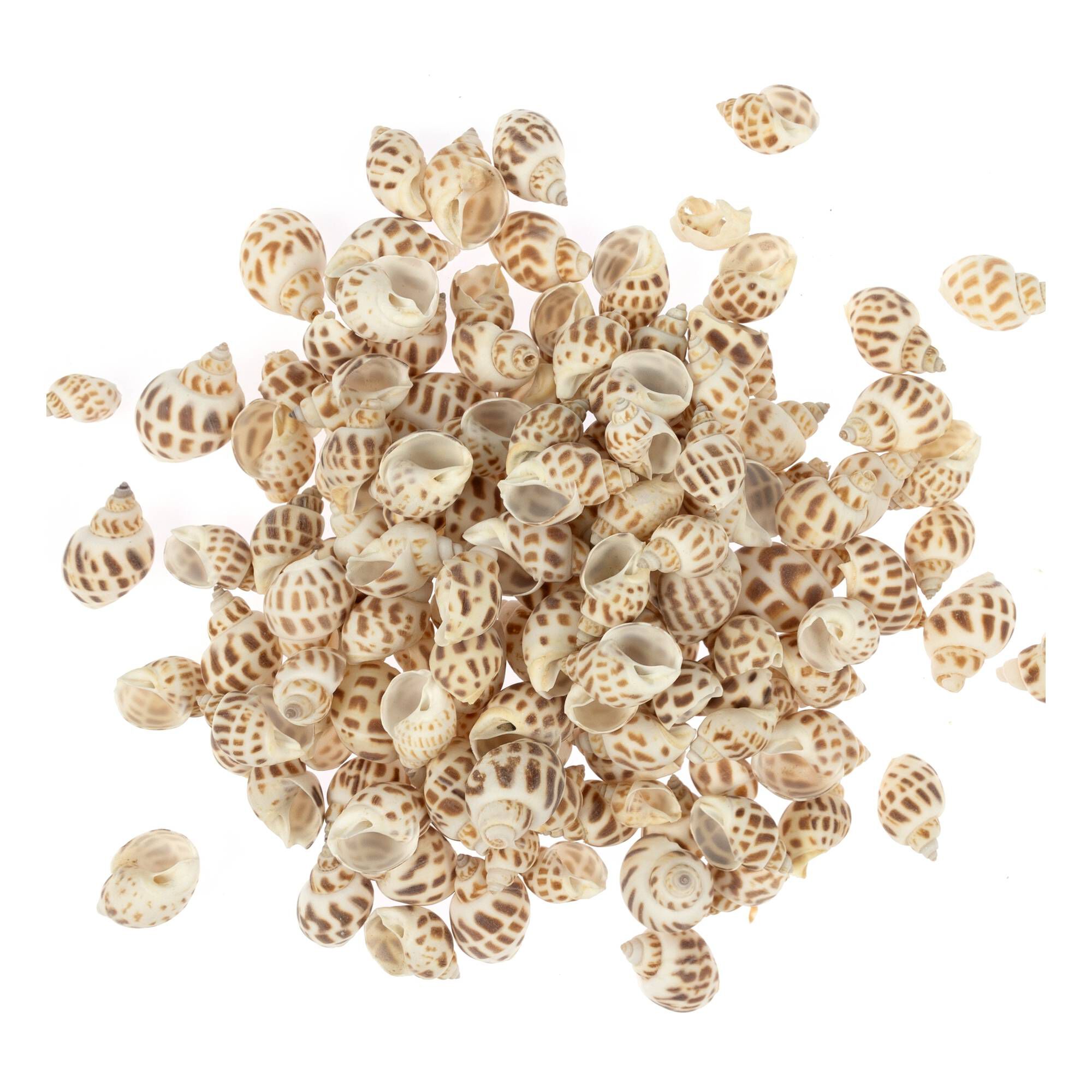 Mixed Bag of Striped Shells 250g | Hobbycraft