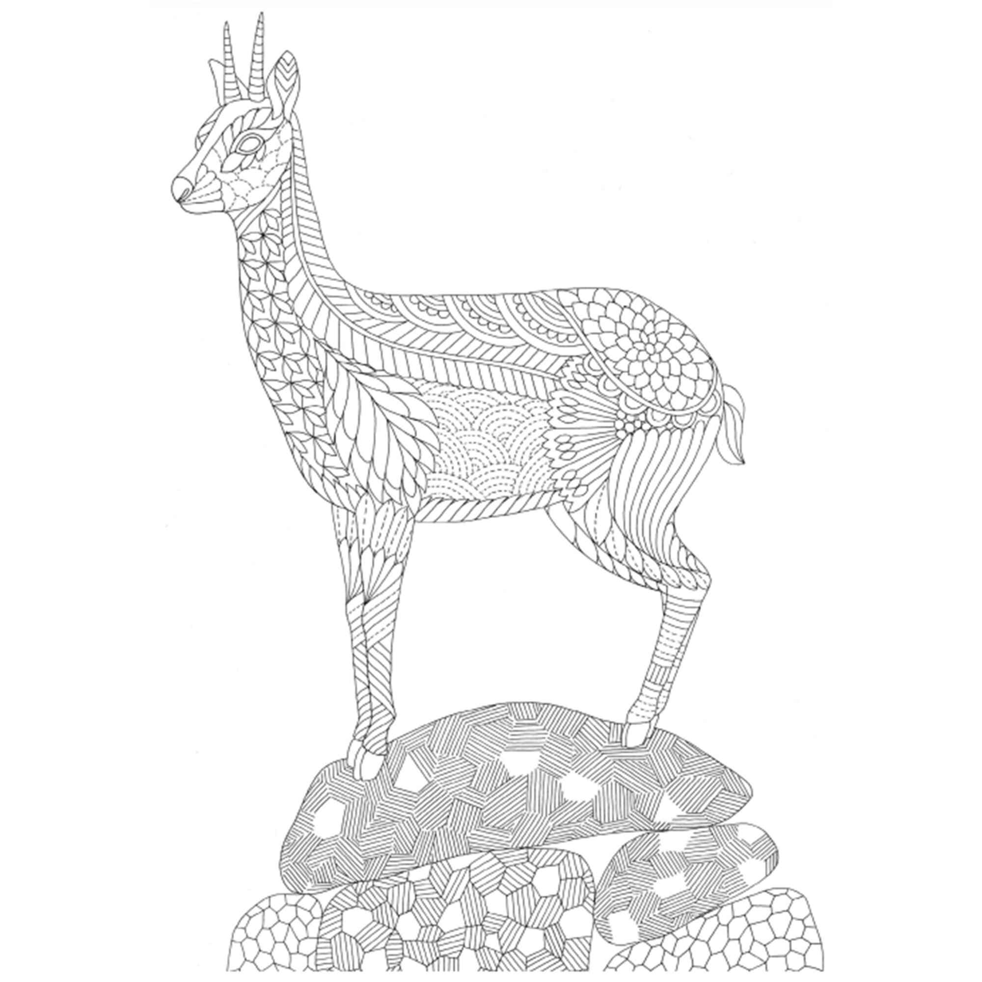 Free Wild Savannah Colouring Page | Hobbycraft