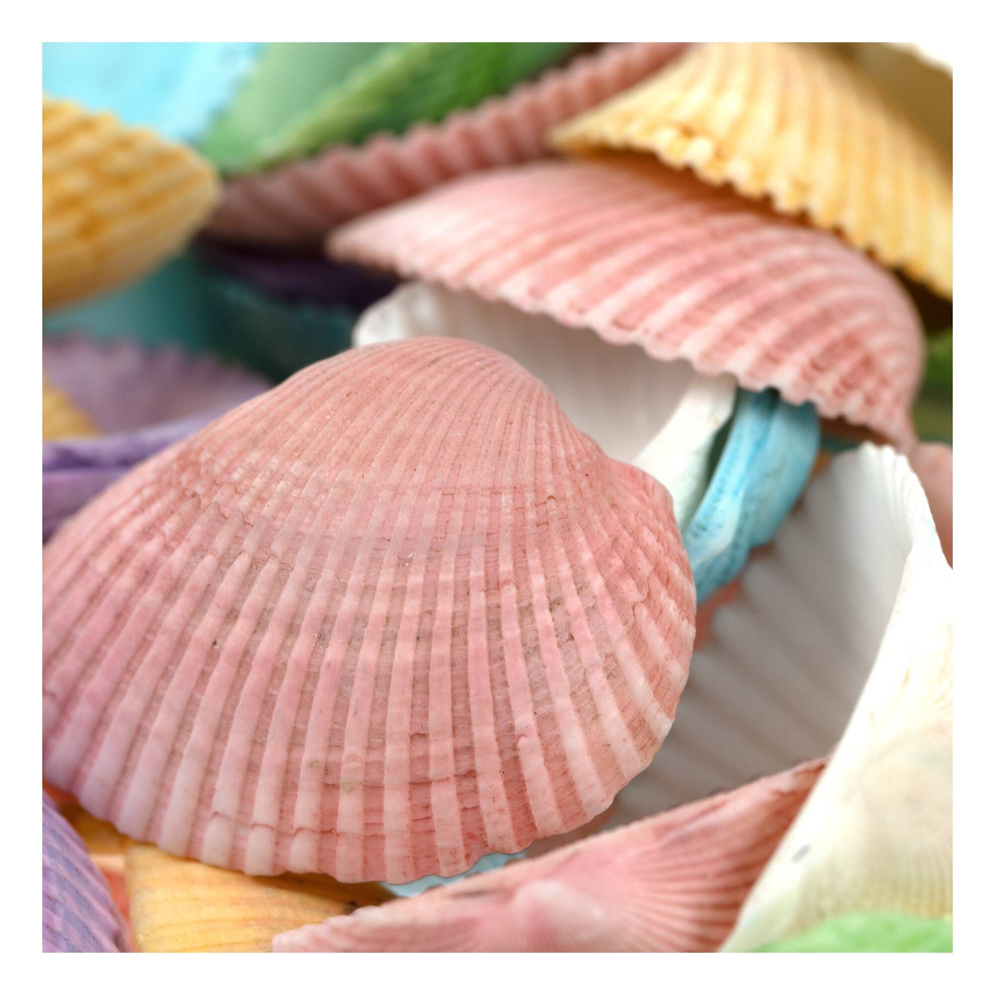 Mixed Bag of Pastel Shells 250g | Hobbycraft