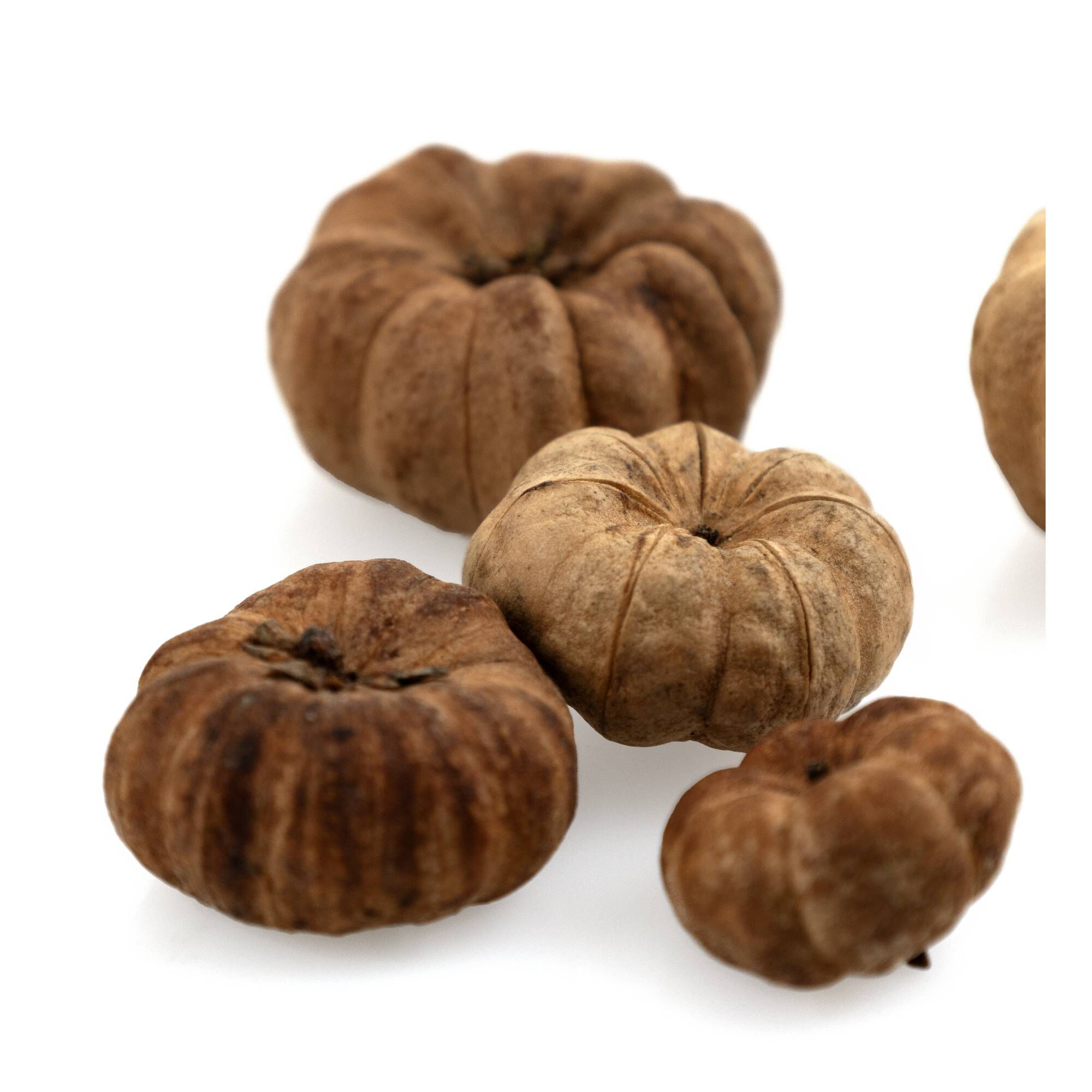 Putka Pods 40g | Hobbycraft