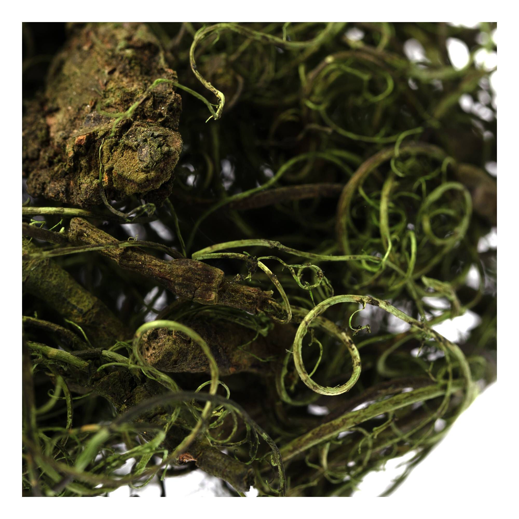 Green Curly Moss 25g | Hobbycraft