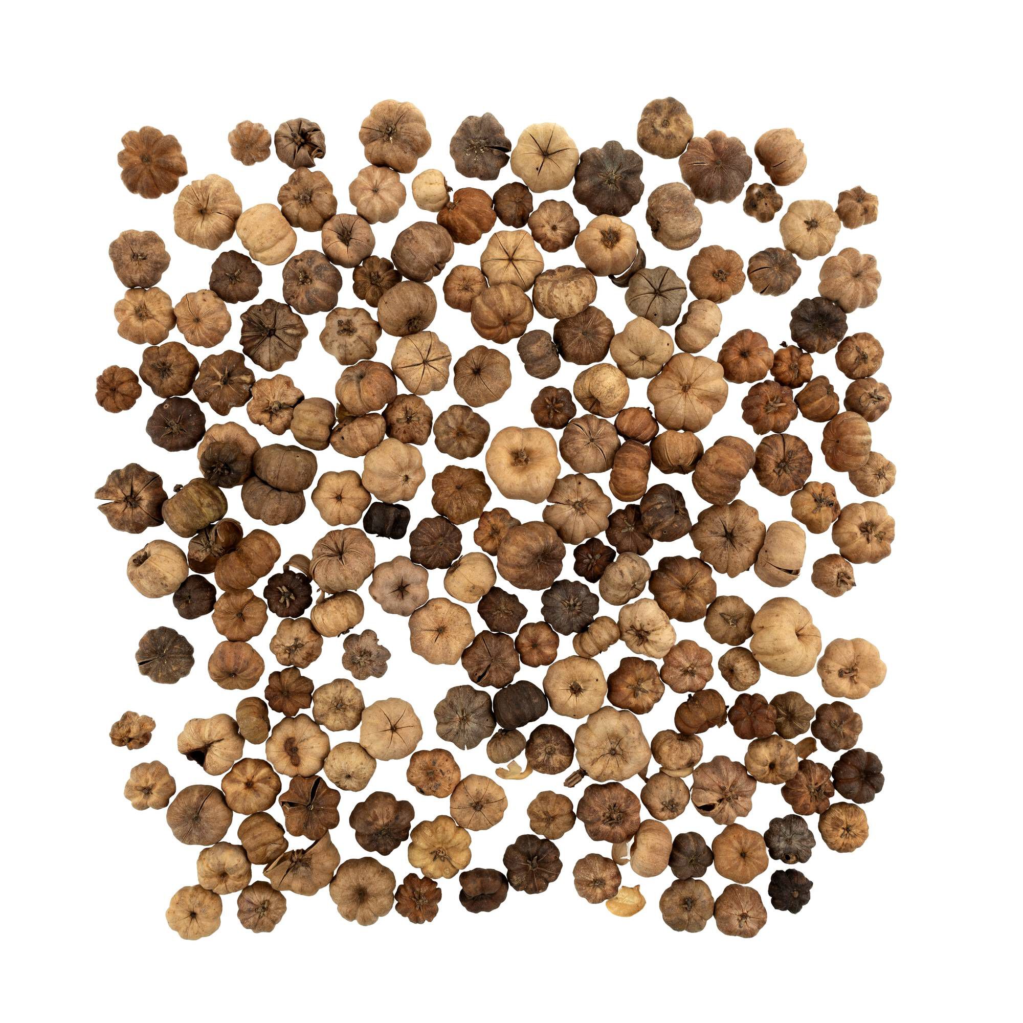 Putka Pods 40g | Hobbycraft