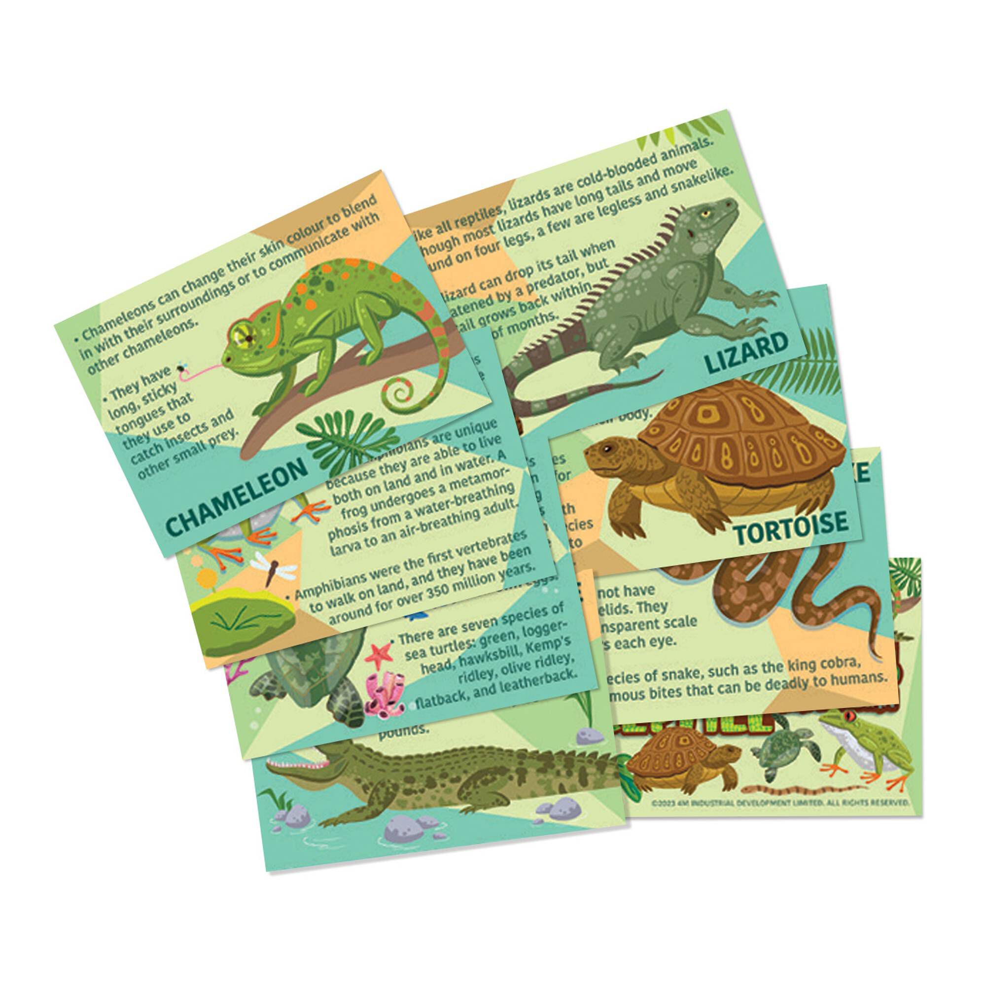 3D Reptile and Amphibian Mould and Paint Kit | Hobbycraft