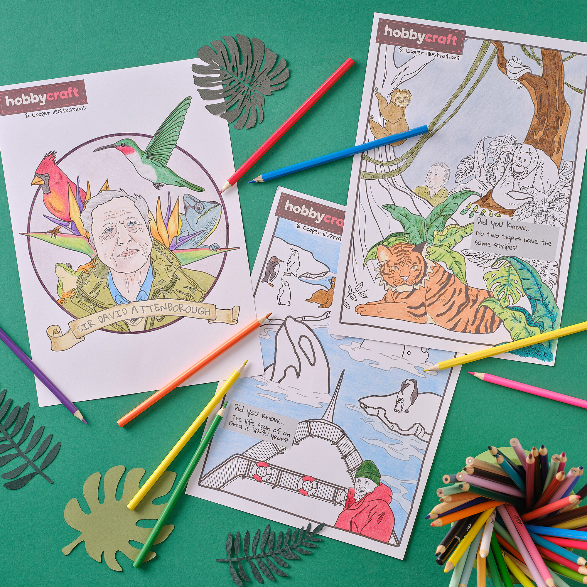 FREE Sir David Attenborough Colouring Downloads | Hobbycraft