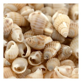 Mixed Bag of Natural Shells 250g | Hobbycraft