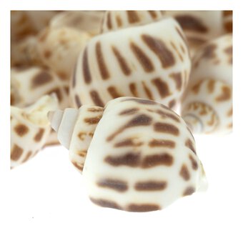 Mixed Bag of Striped Shells 250g | Hobbycraft