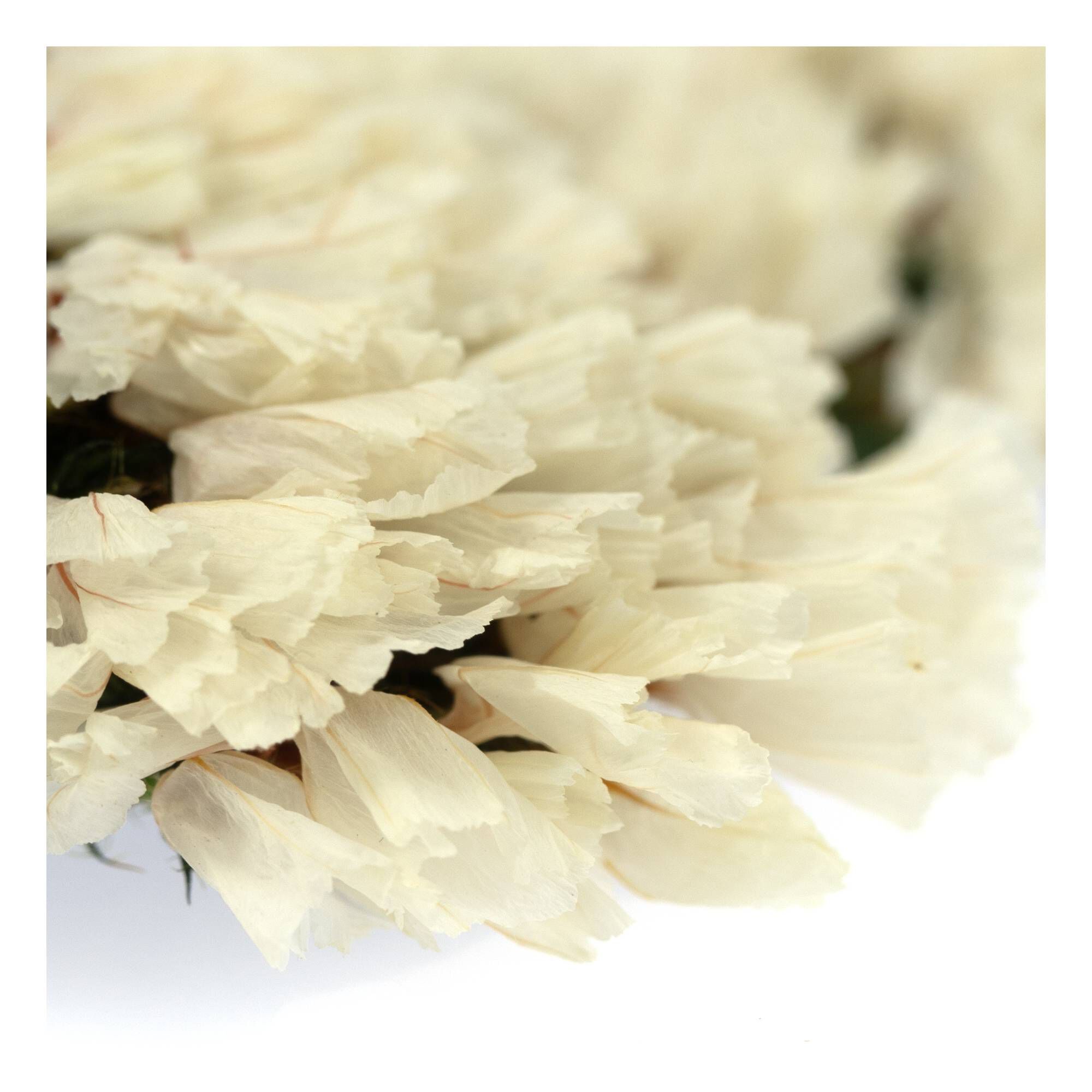 White Dried Forget Me Not Flower Picks 13cm | Hobbycraft