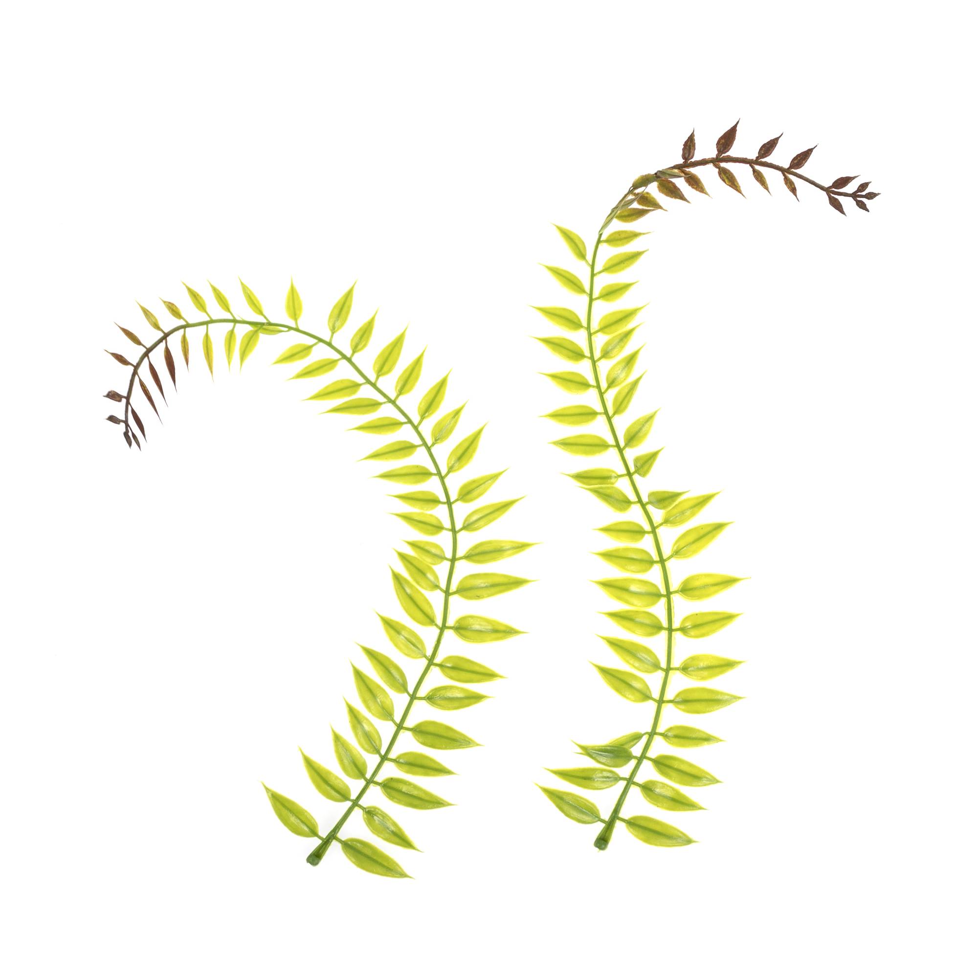Trailing Leaves 2 Pack | Hobbycraft