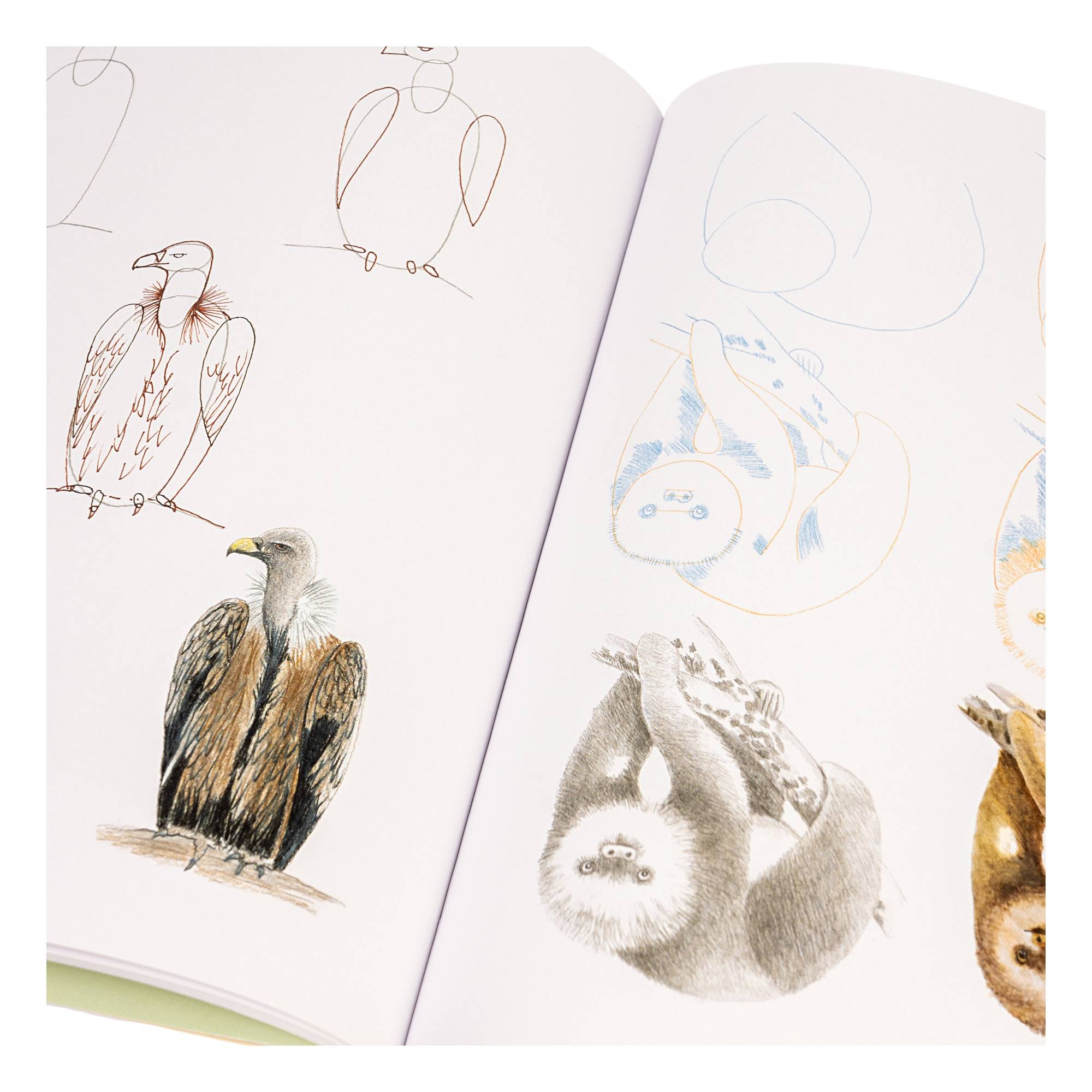 Draw 100 Animals | Hobbycraft