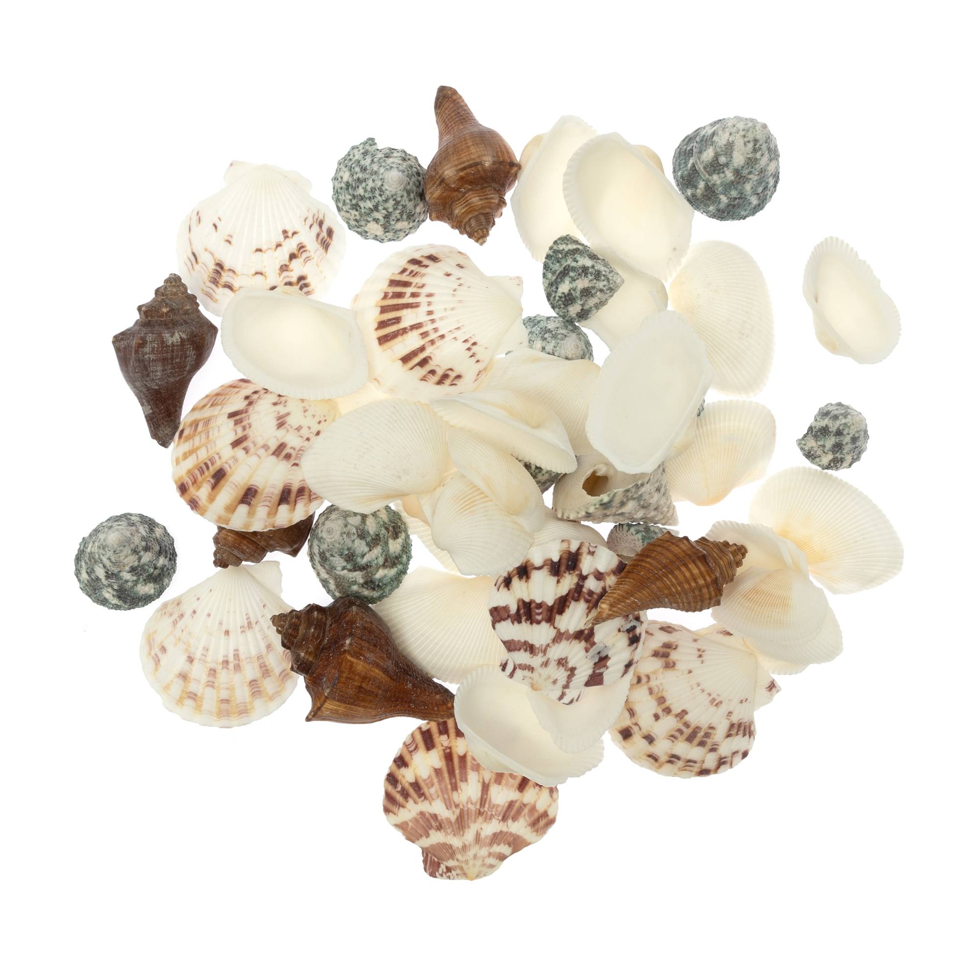 Assorted Mixed Shells 300g | Hobbycraft