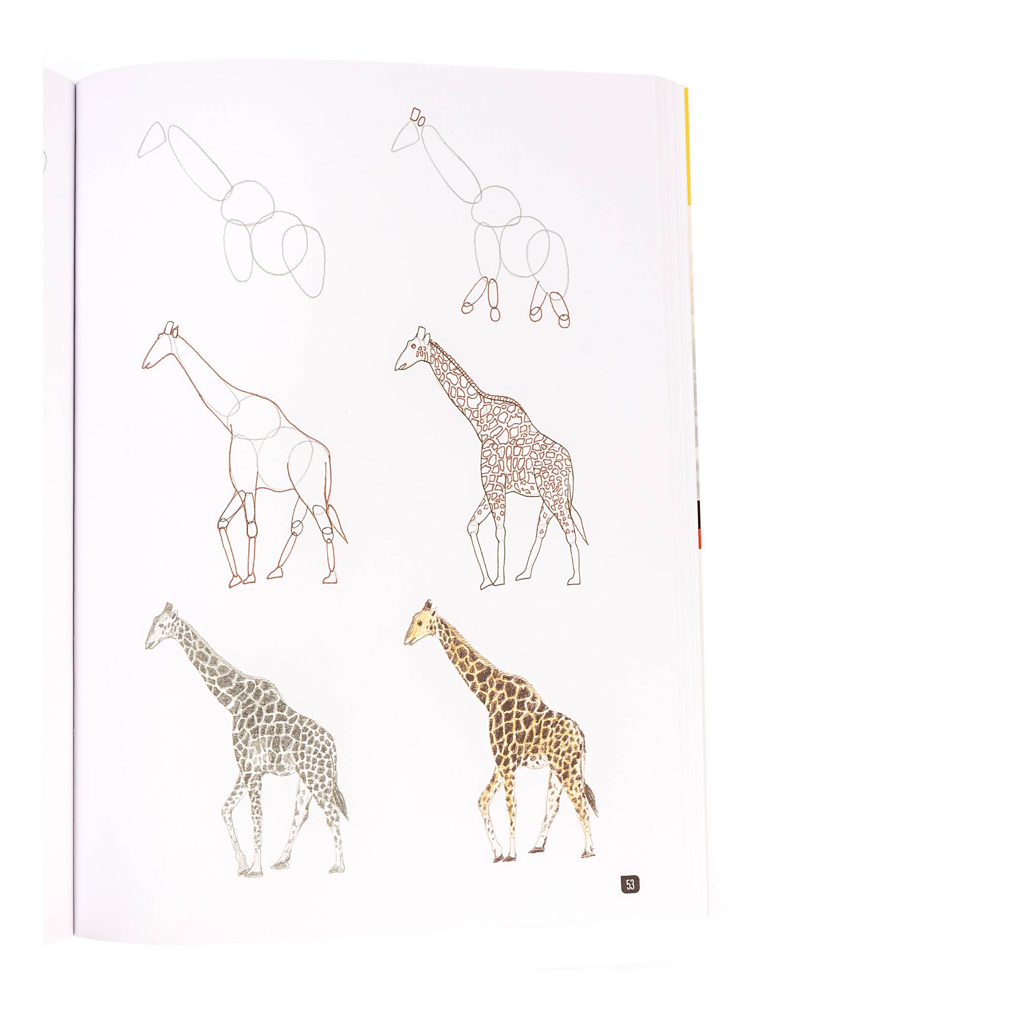 Draw 100 Animals | Hobbycraft