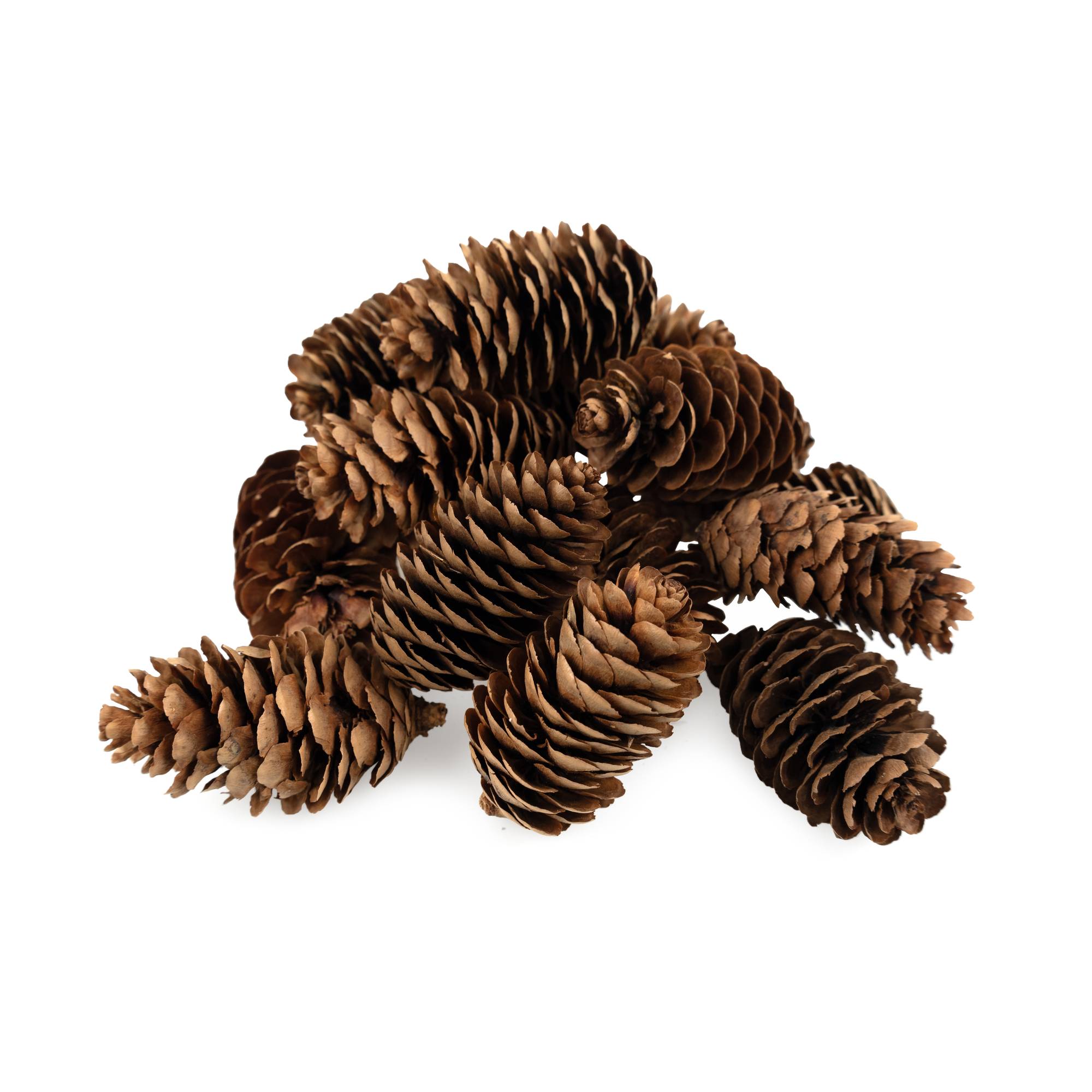 Long Pinecones 85g | Hobbycraft